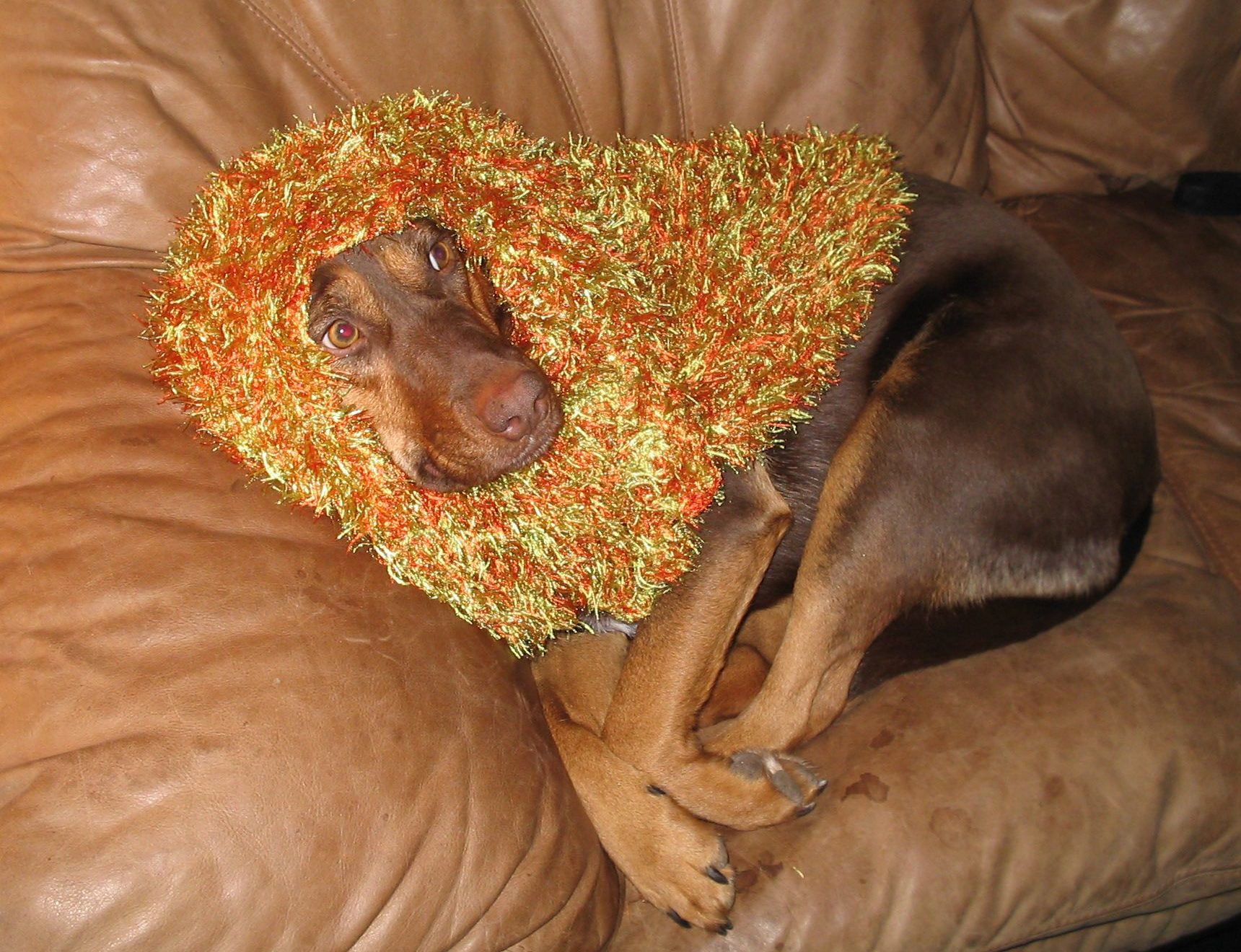 35 Funny Dogs Rocking Their Accessories