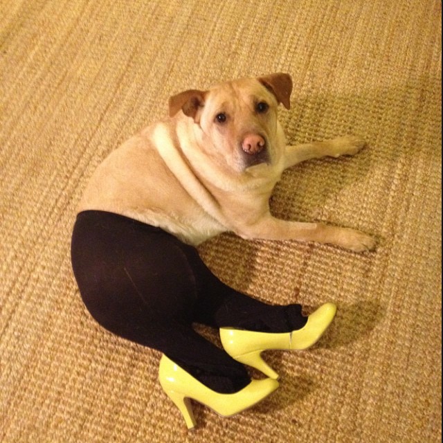 35 Funny Dogs Rocking Their Accessories