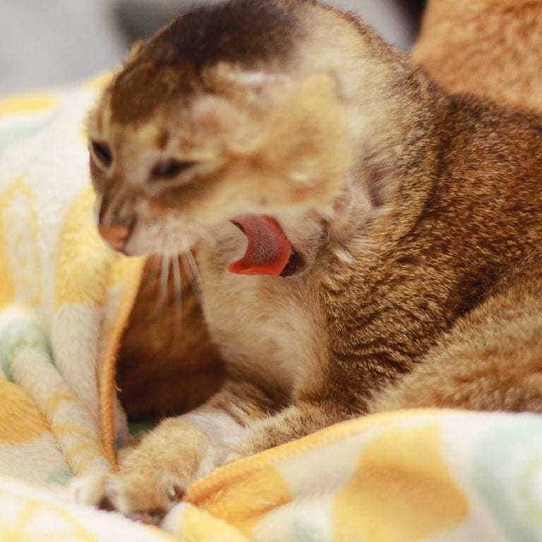 Cat Who Lost Ears Finds Best Friend And Forever Home