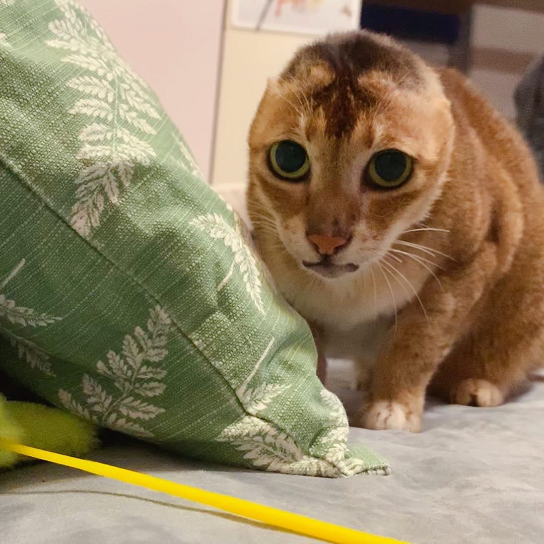 Cat Who Lost Ears Finds Best Friend And Forever Home