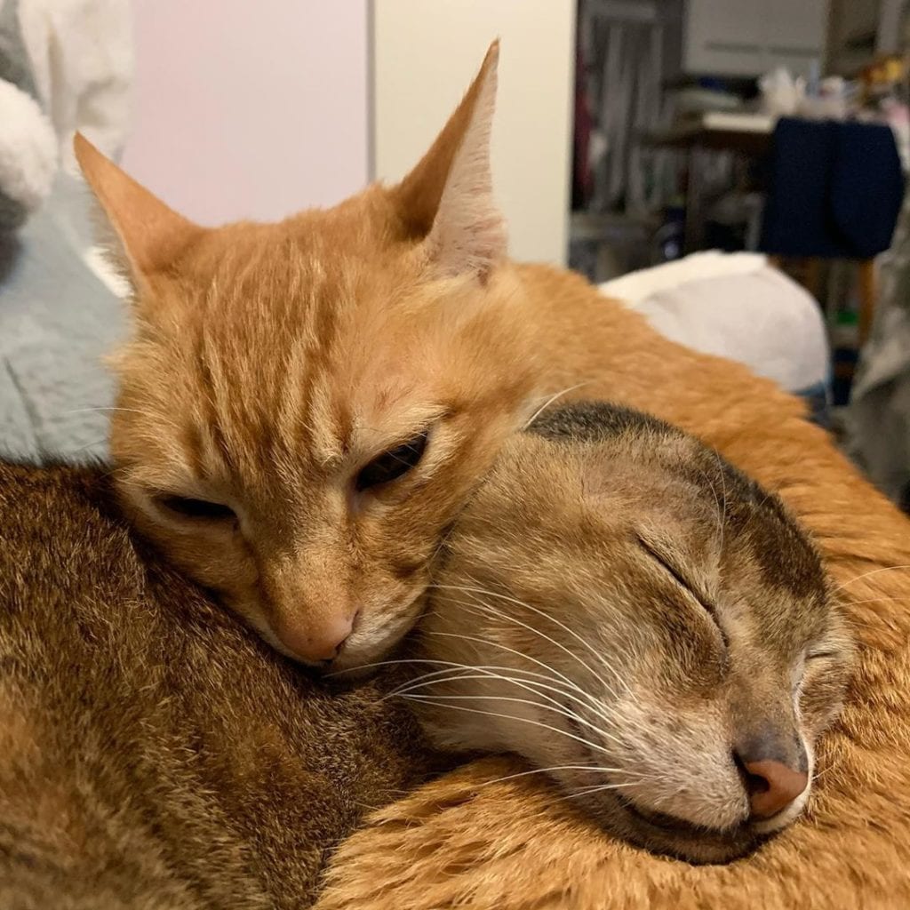 Cat Who Lost Ears Finds Best Friend And Forever Home