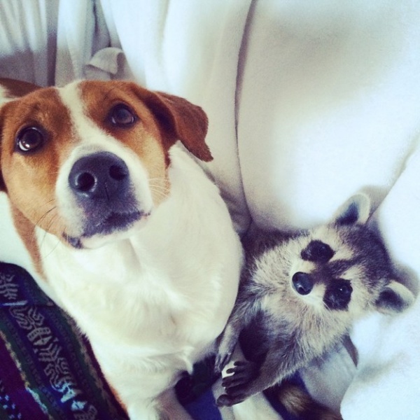 25 Photos Proving Dogs Are The Most Faithful Of Friends