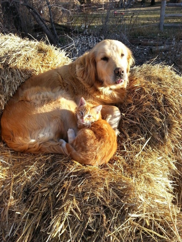 25 Photos Proving Dogs Are The Most Faithful Of Friends