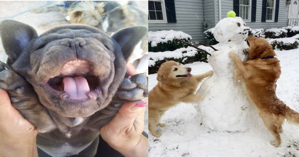 75 Sweet dogs that will make your day a little better