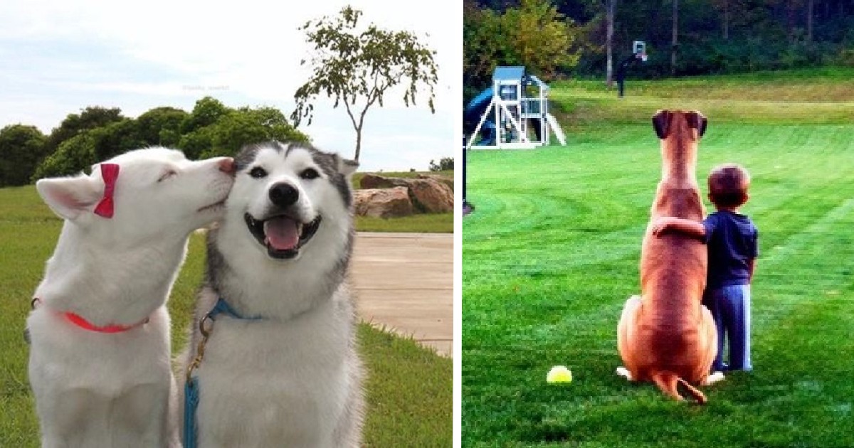 75 Sweet dogs that will make your day a little better
