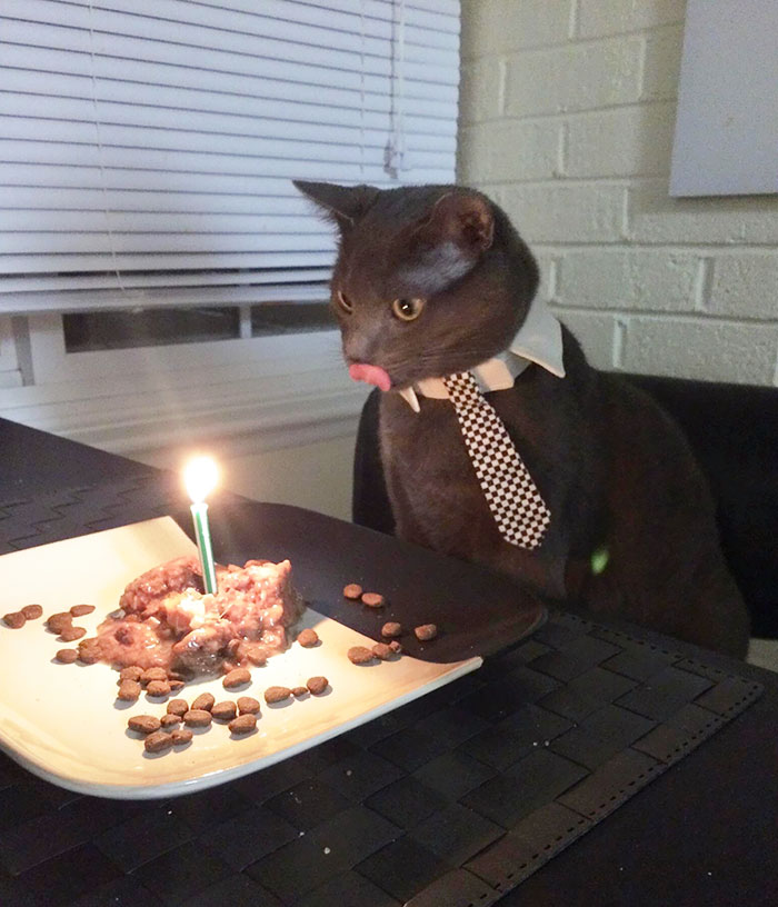 50+ animals who had incredible birthday parties