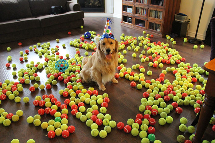 50+ animals who had incredible birthday parties