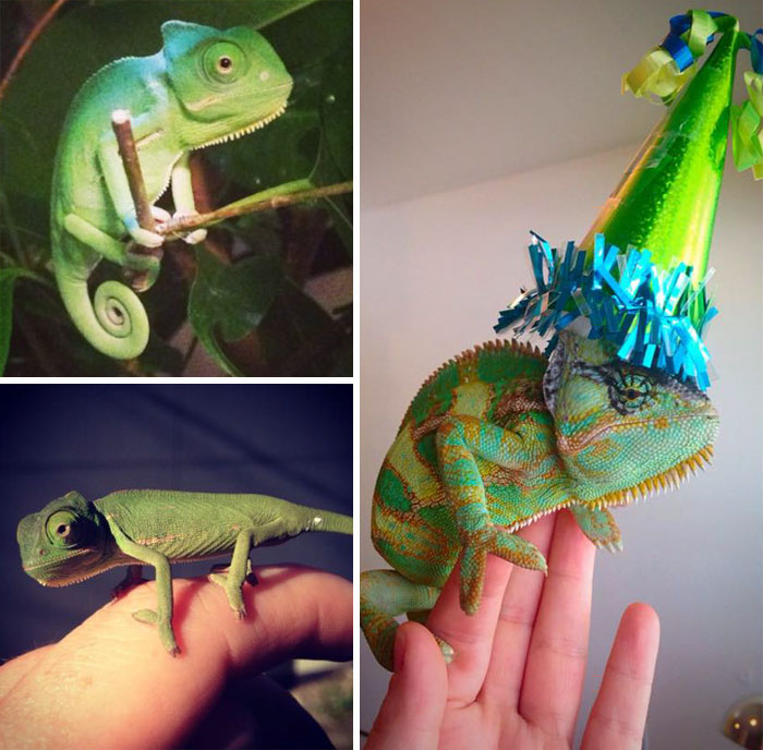 50+ animals who had incredible birthday parties