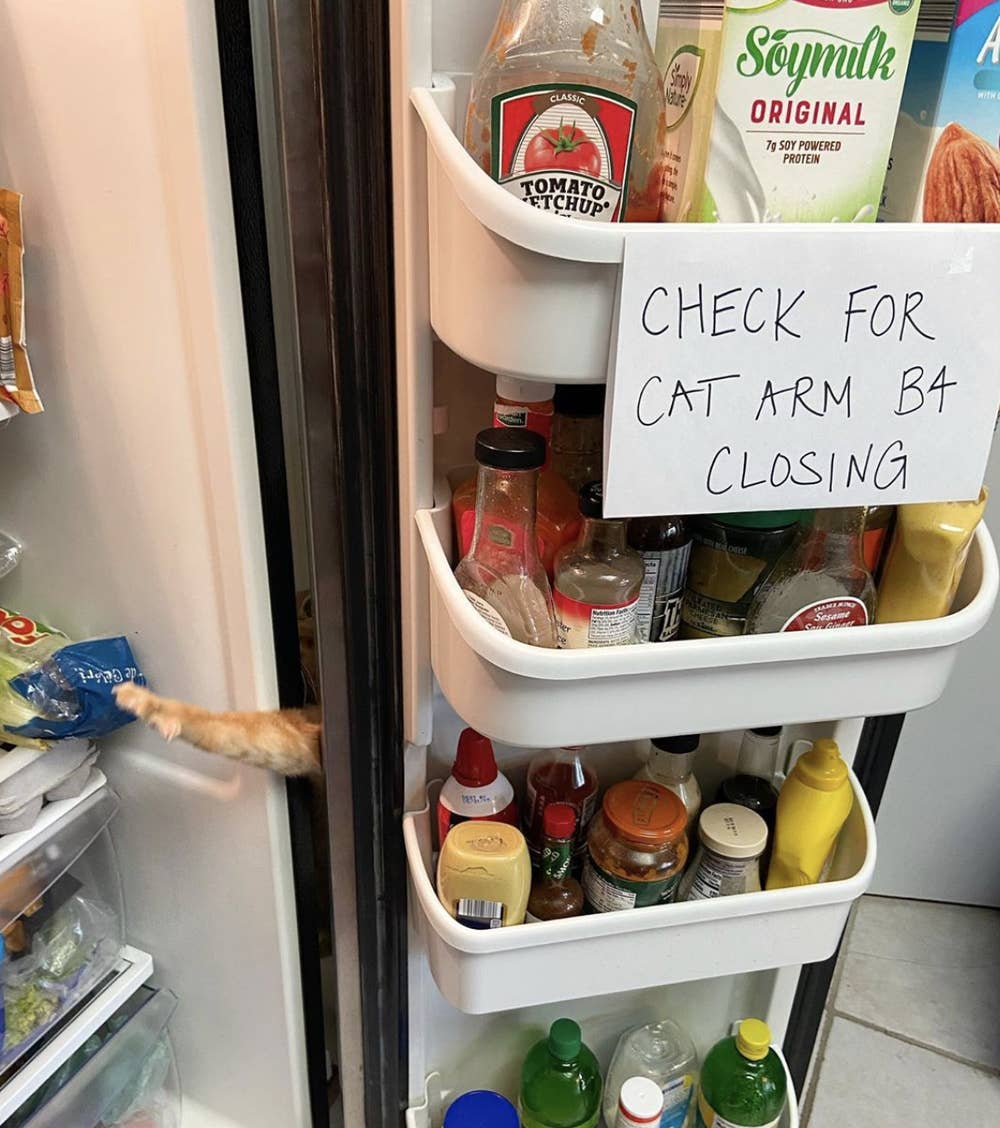 Hilarious cat goes viral after being caught sneaking into the fridge