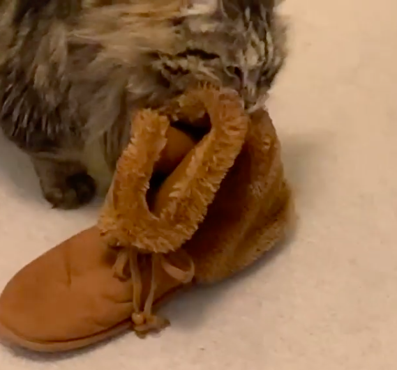 Adorable adopted cat shows appreciation to mom every day by bringing ...
