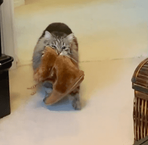 Adorable adopted cat shows appreciation to mom every day by bringing ...