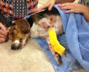 Iraq war veteran spots suffering dog who was hit at 70 mph and left alone