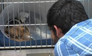 Iraq war veteran spots suffering dog who was hit at 70 mph and left alone