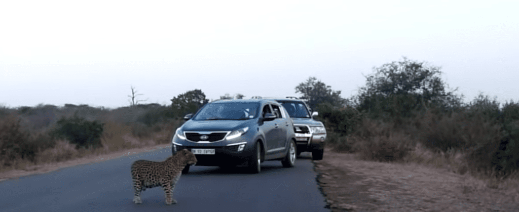 Mama leopard stops traffic to teach cubs how to cross road