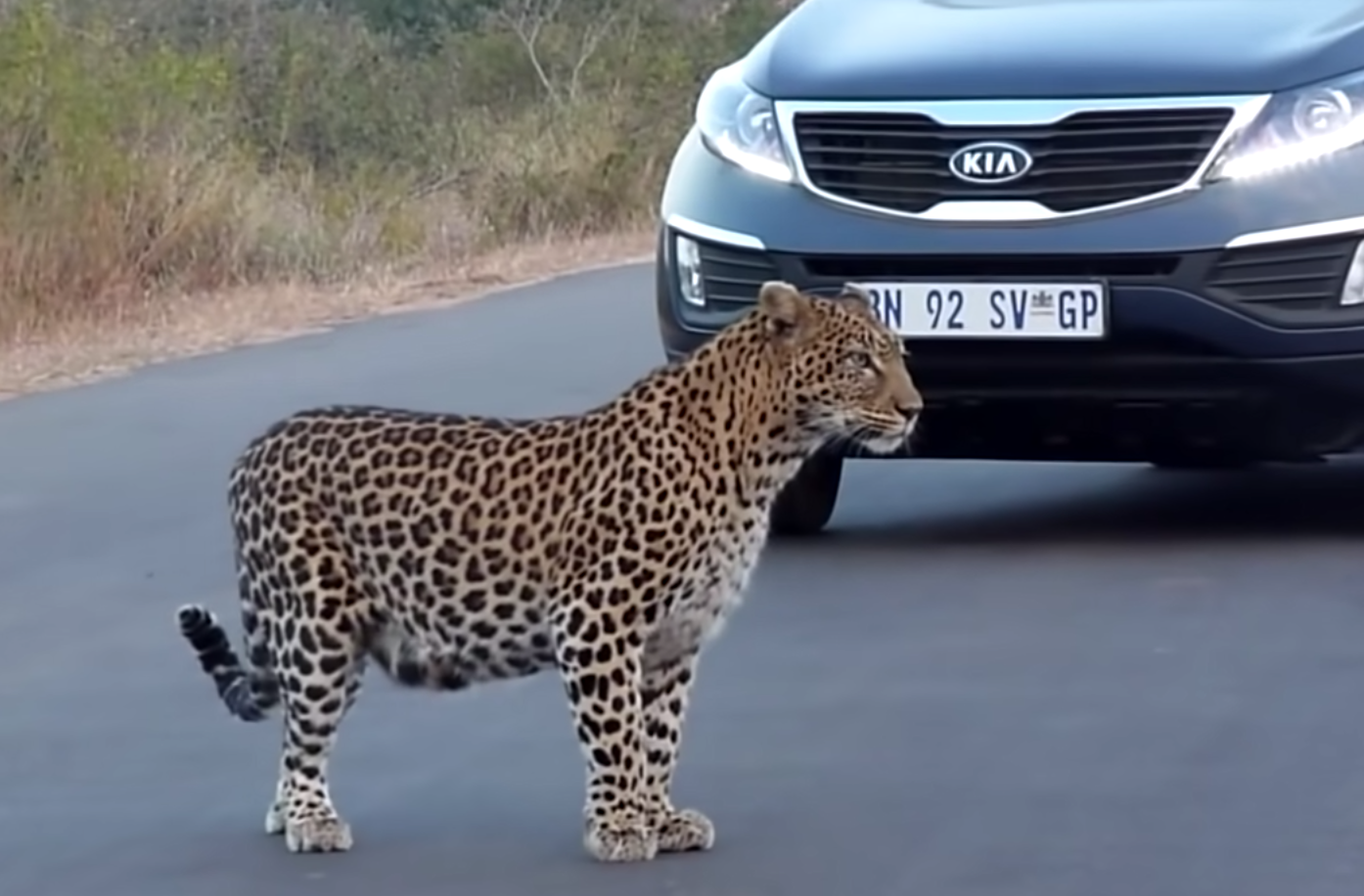 Mama leopard stops traffic to teach cubs how to cross road
