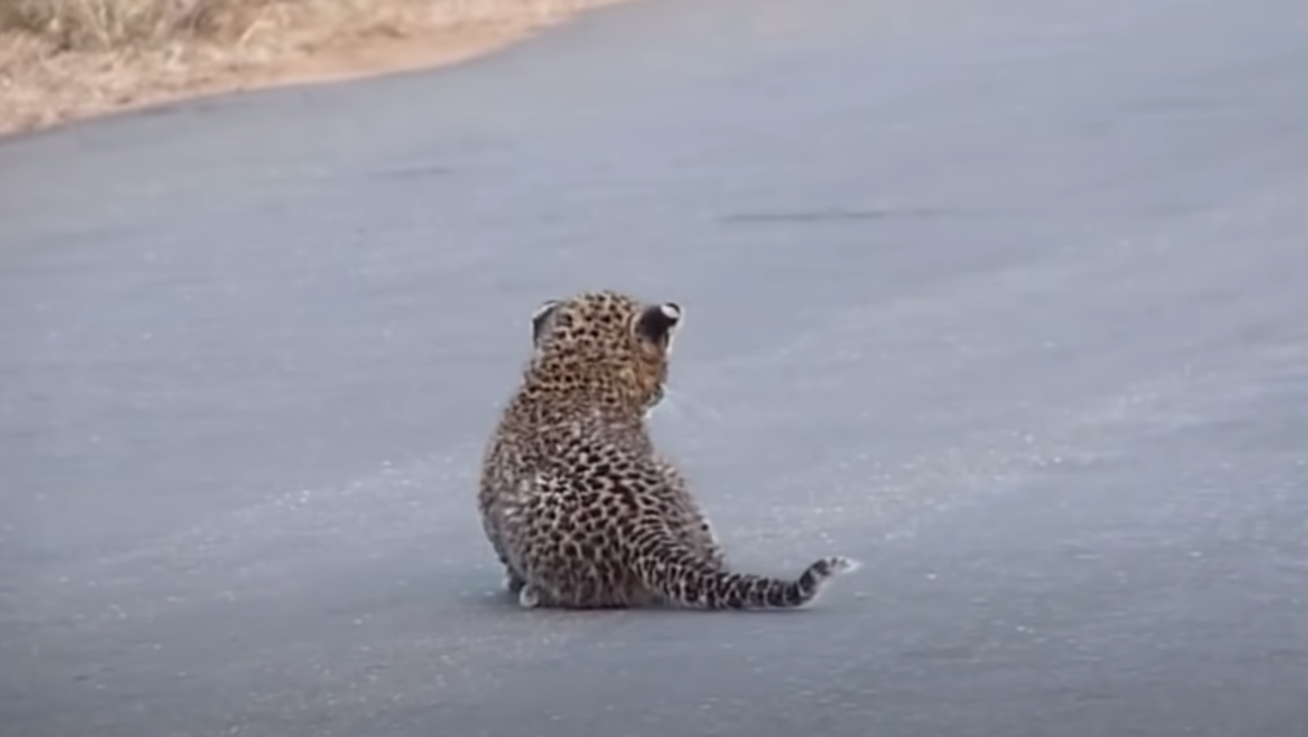 Mama leopard stops traffic to teach cubs how to cross road