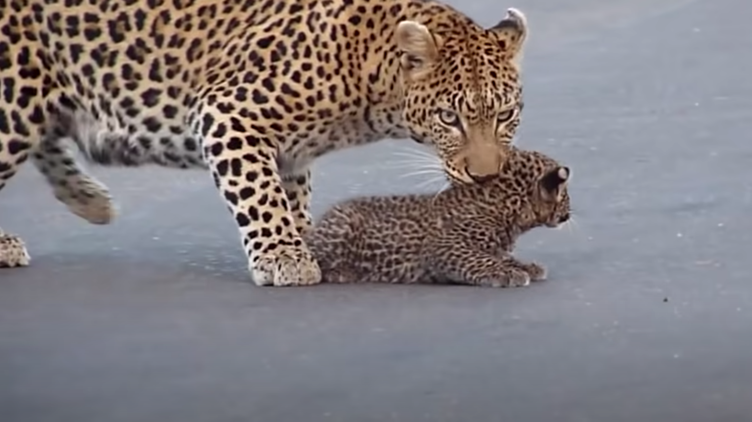 Mama leopard stops traffic to teach cubs how to cross road