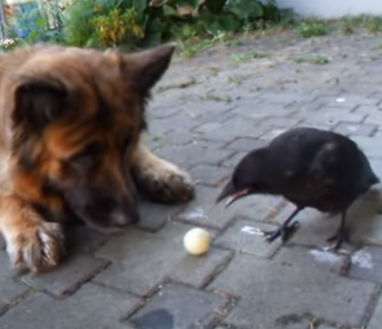 Crow And Dog Play Ball Together