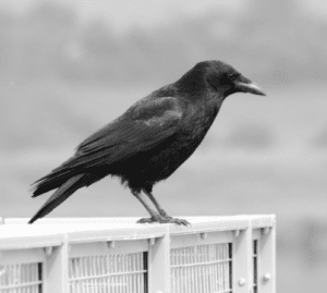 Crow And Dog Play Ball Together