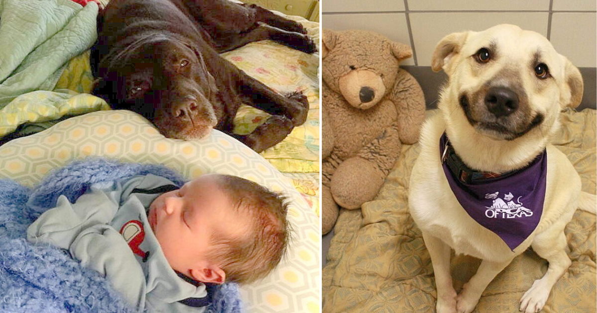 25 Photos Proving Dogs Are The Most Faithful Of Friends