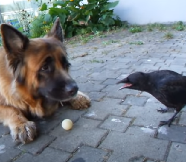 Crow And Dog Play Ball Together