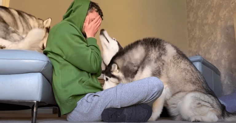 Husky has sweetest response after puppy gives dad a smack