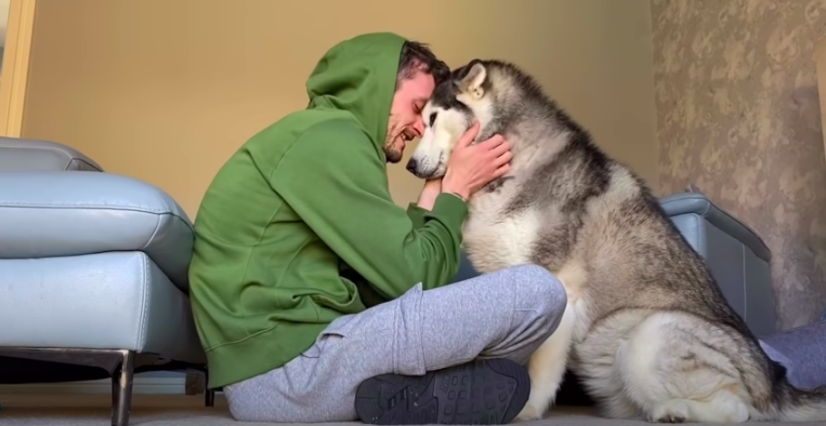 Husky has sweetest response after puppy gives dad a smack