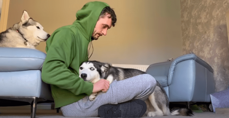 Husky has sweetest response after puppy gives dad a smack