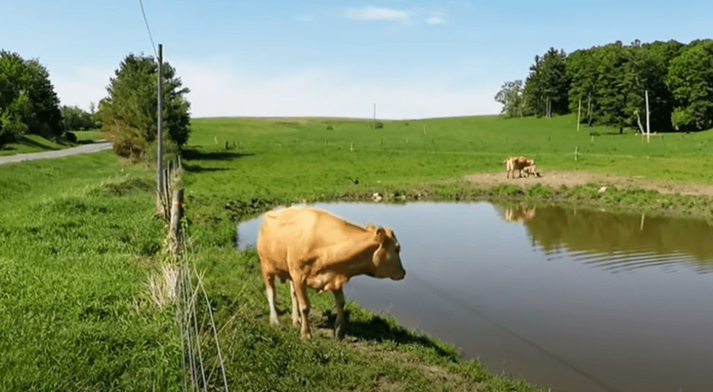 Mother cow asks man to help rescue her newborn calf