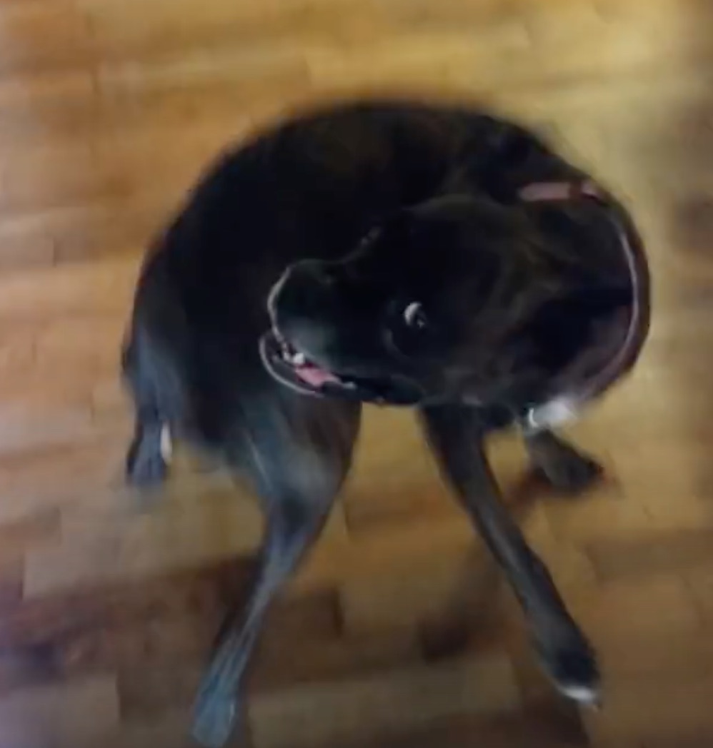 Boxer hears her favorite song and can't resist urge to dance