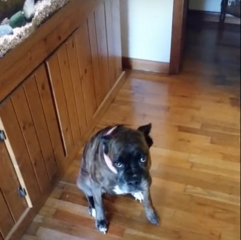 Boxer hears her favorite song and can't resist urge to dance