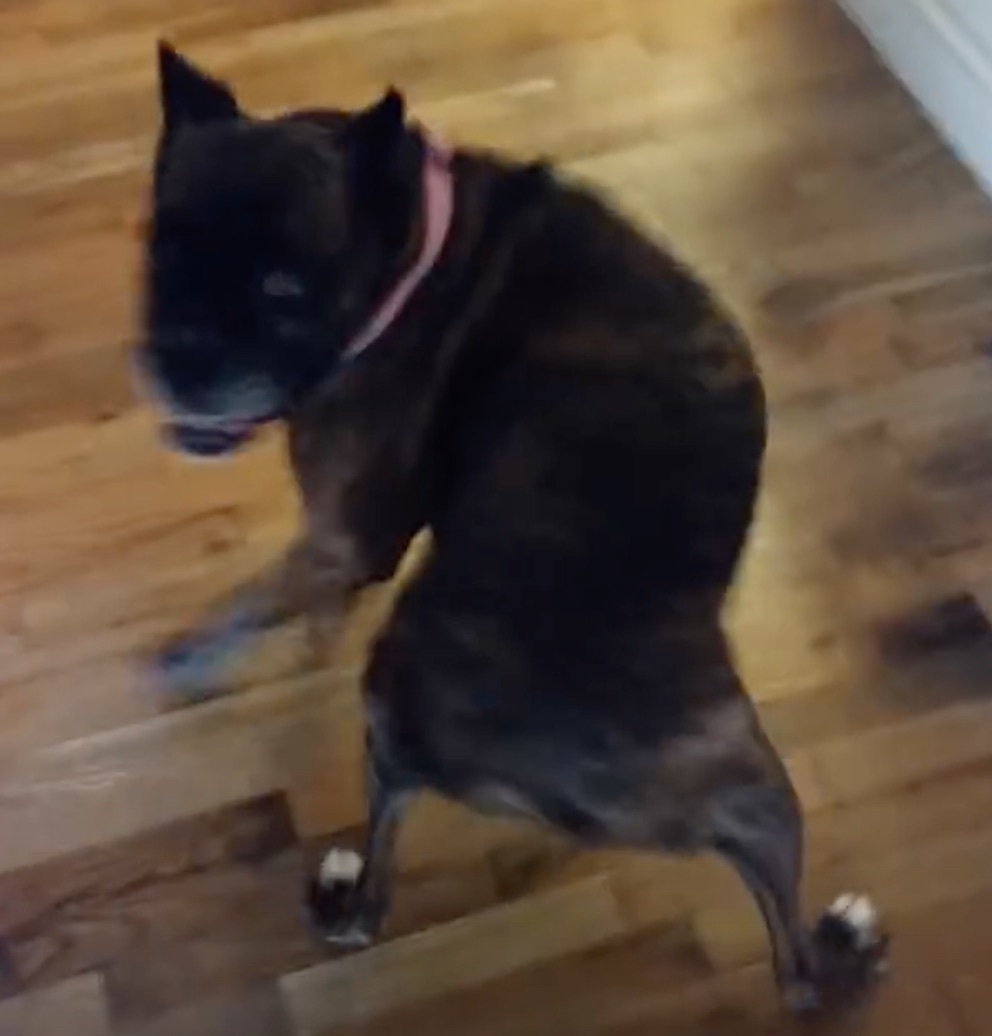 Boxer hears her favorite song and can't resist urge to dance