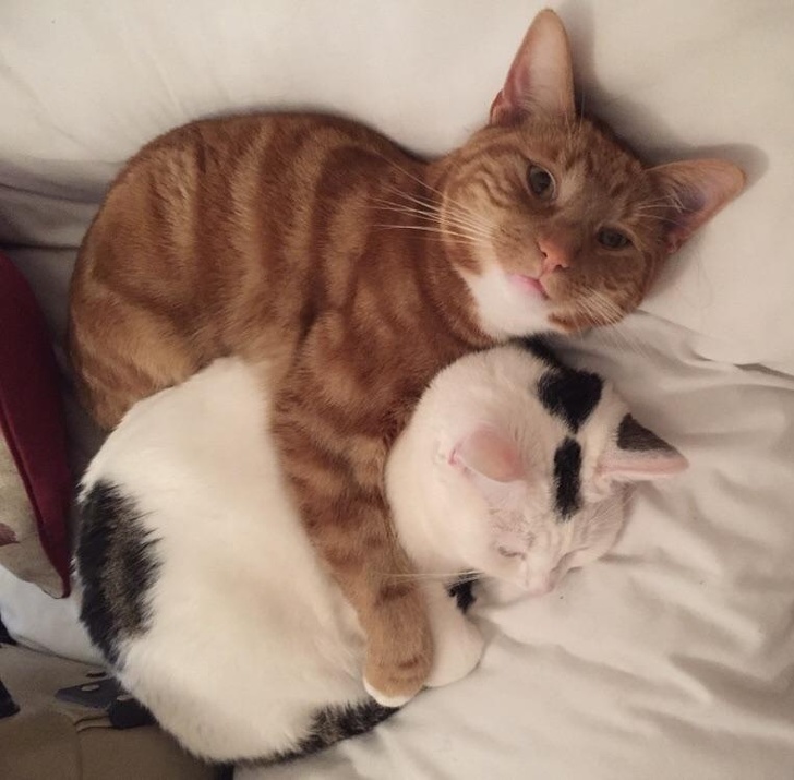 35 photos that prove cats can be “good boys” too