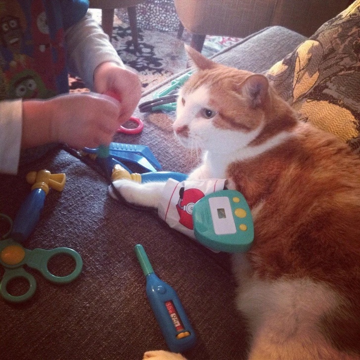 35 photos that prove cats can be “good boys” too