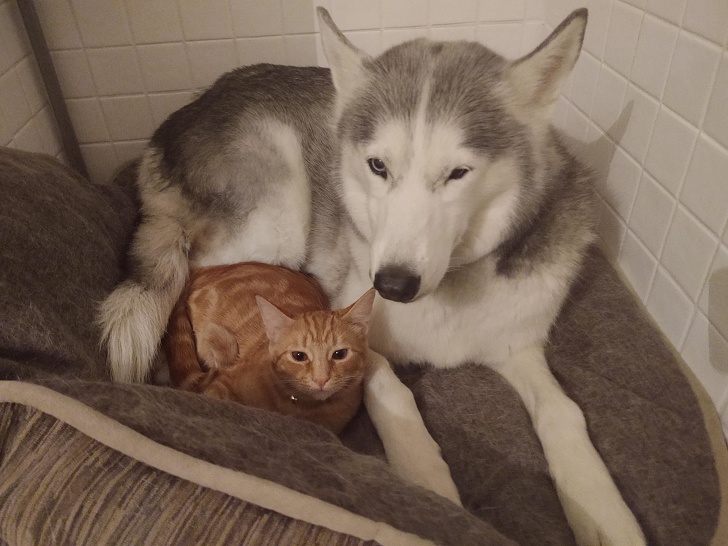 35 photos that prove cats can be “good boys” too