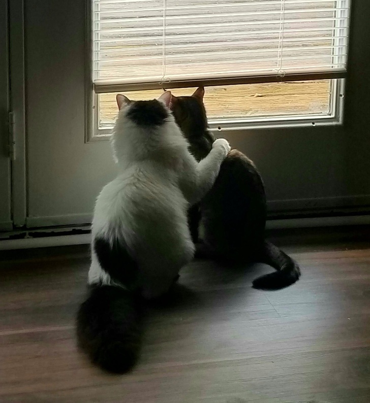 35 photos that prove cats can be “good boys” too