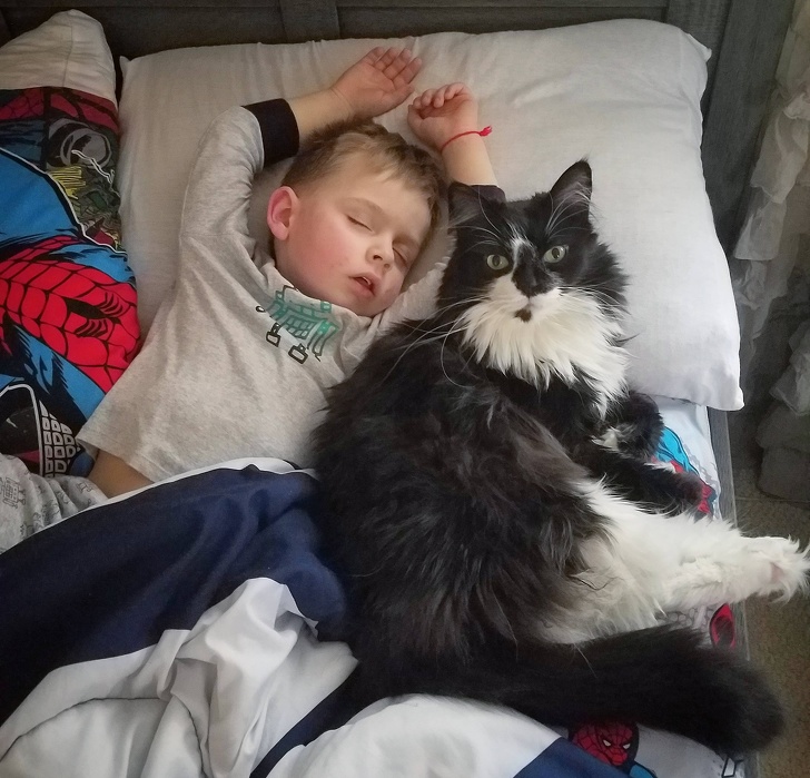 35 photos that prove cats can be “good boys” too