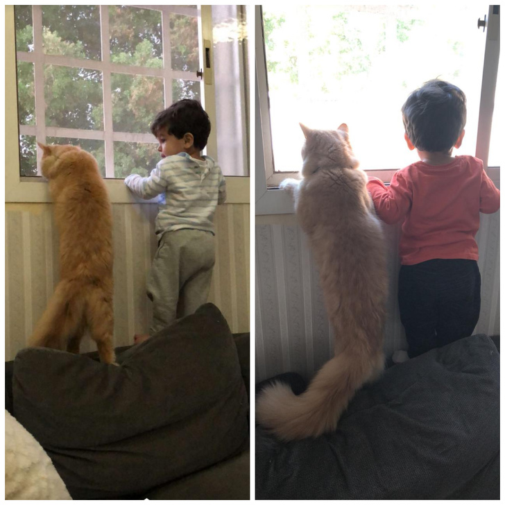 35 photos that prove cats can be “good boys” too