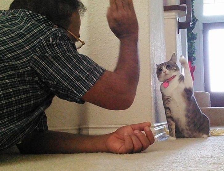 35 photos that prove cats can be “good boys” too