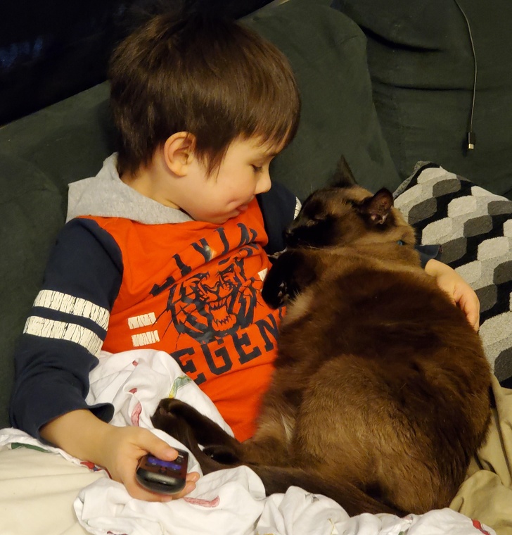 35 photos that prove cats can be “good boys” too