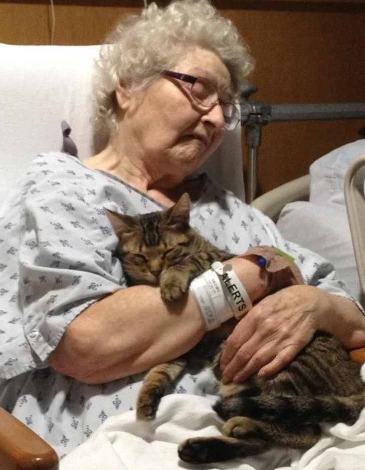 35 photos that prove cats can be “good boys” too