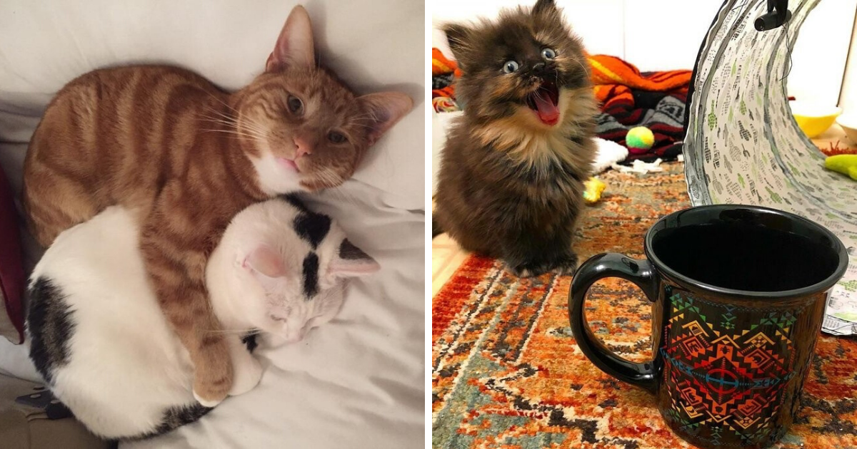 35 photos that prove cats can be “good boys” too