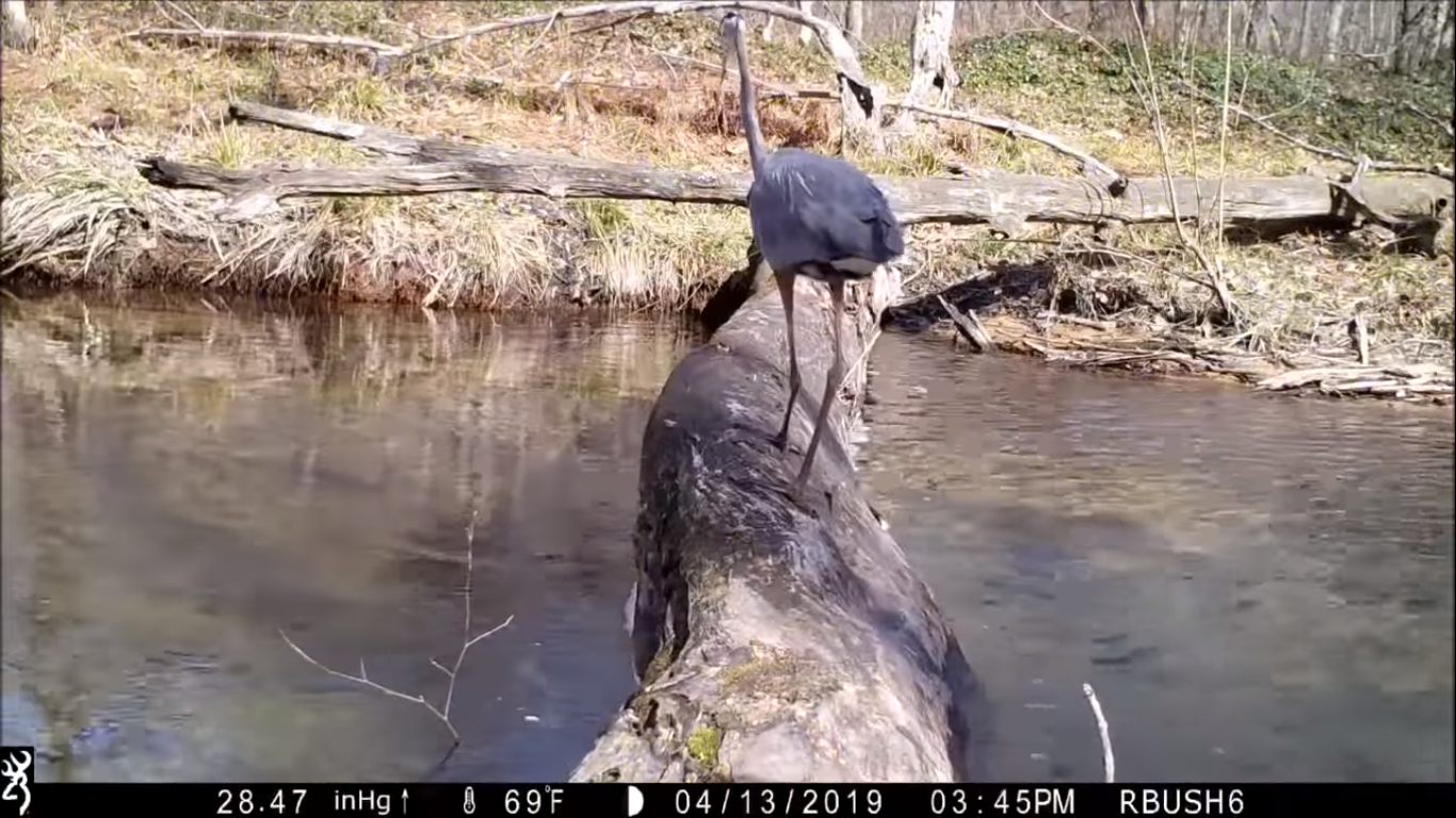 Man Captures Whole Array Of Wild Animals Crossing Log Bridge
