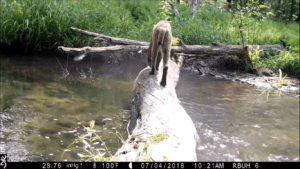 Man Captures Whole Array Of Wild Animals Crossing Log Bridge