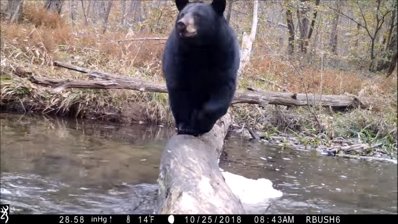 Man Captures Whole Array Of Wild Animals Crossing Log Bridge