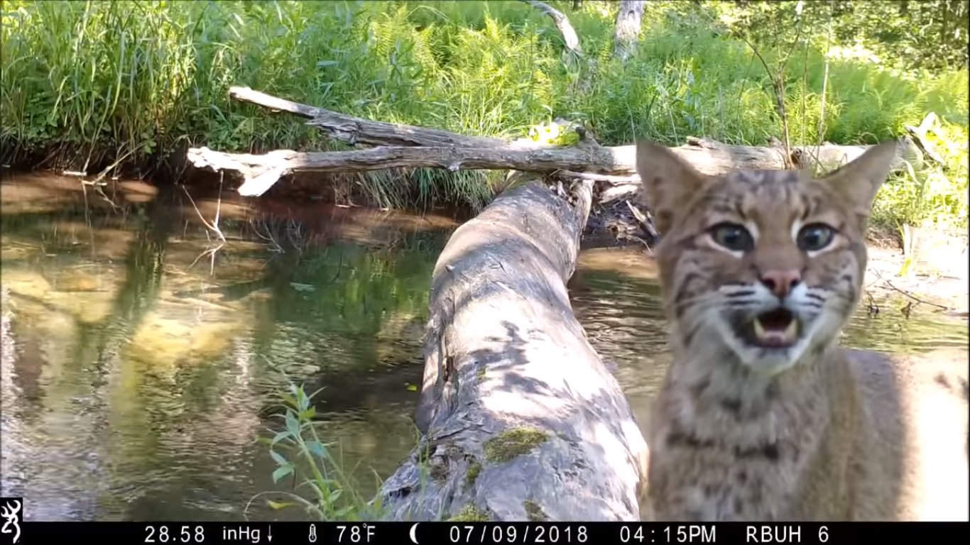 Man Captures Whole Array Of Wild Animals Crossing Log Bridge