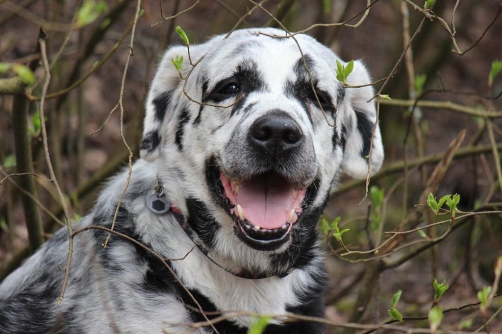 Meet Blaze, The 10-Year-Old Black Lab With Vitiligo Who’s Stealing ...