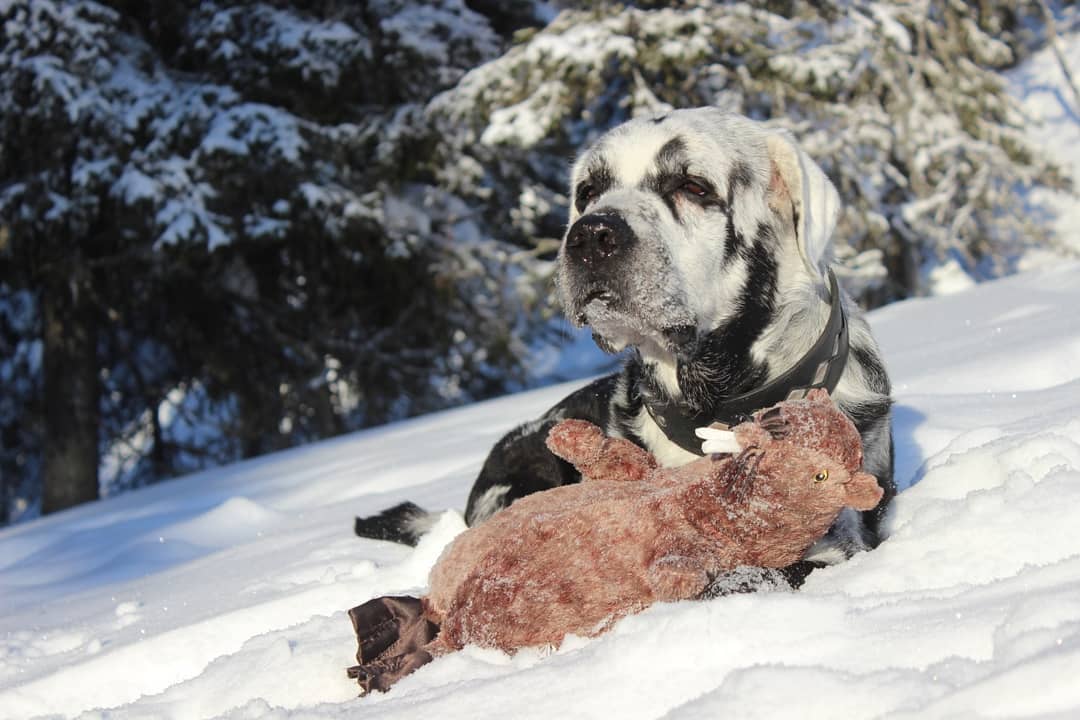 Meet Blaze, The 10-Year-Old Black Lab With Vitiligo Who’s Stealing ...