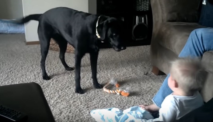 Baby’s joyous laugh can’t be contained when dog entertains him