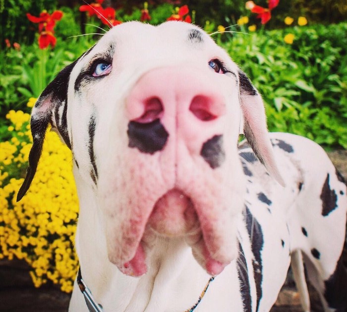Great Dane demands that mom gives him morning hug